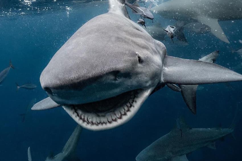 Nantucket Shark Divers | Shark Diving in Nantucket | Daily Dives!