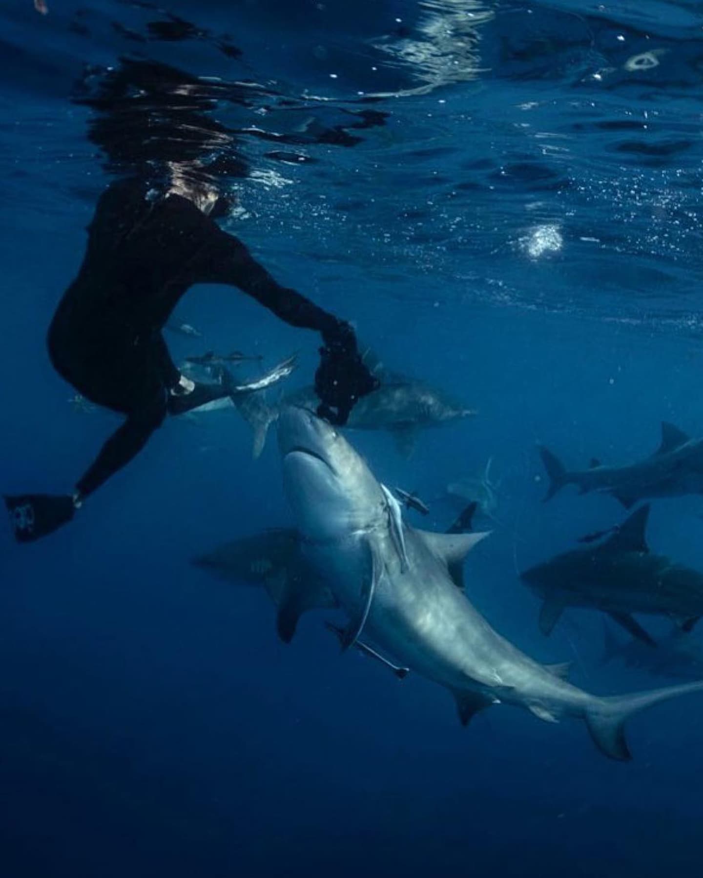 Nantucket Shark Divers | Shark Diving in Nantucket | Daily Dives!