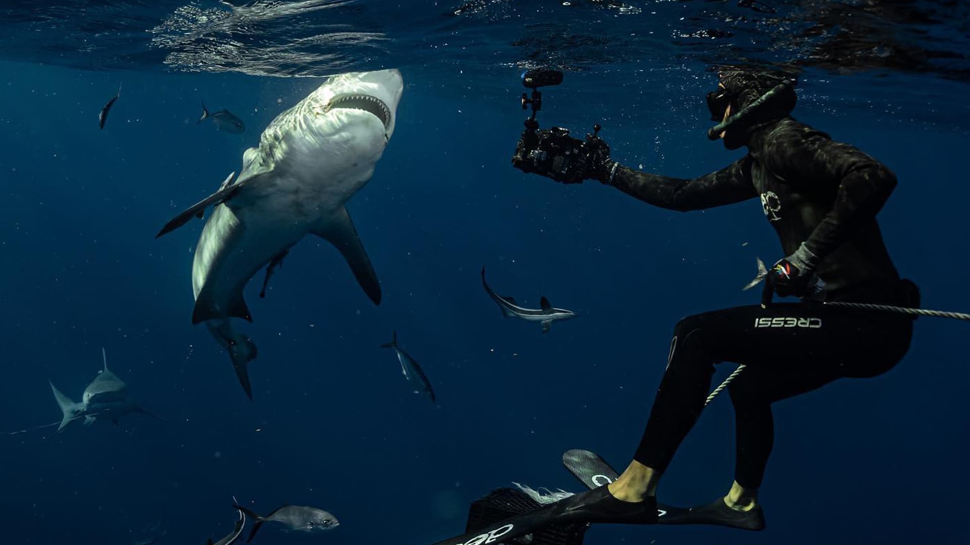 Nantucket Shark Divers | Shark Diving in Nantucket | Daily Dives!