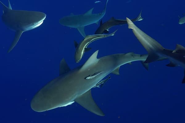 Nantucket Shark Divers | Shark Diving in Nantucket | Daily Dives!