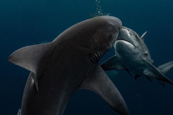 Nantucket Shark Divers | Shark Diving in Nantucket | Daily Dives!