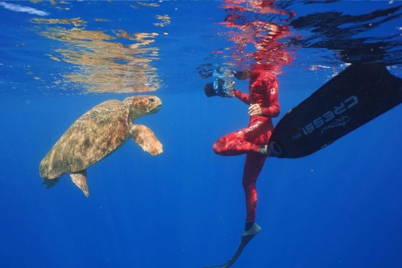 Nantucket Shark Divers | Shark Diving in Nantucket | Daily Dives!