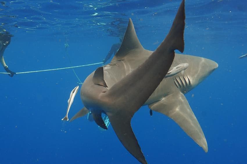 Nantucket Shark Divers | Shark Diving in Nantucket | Daily Dives!